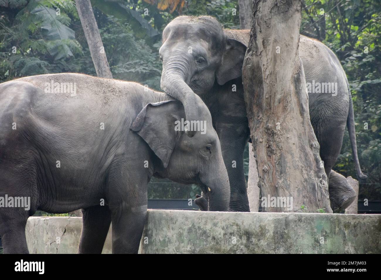 Asian elephants nature trees india hi-res stock photography and images ...