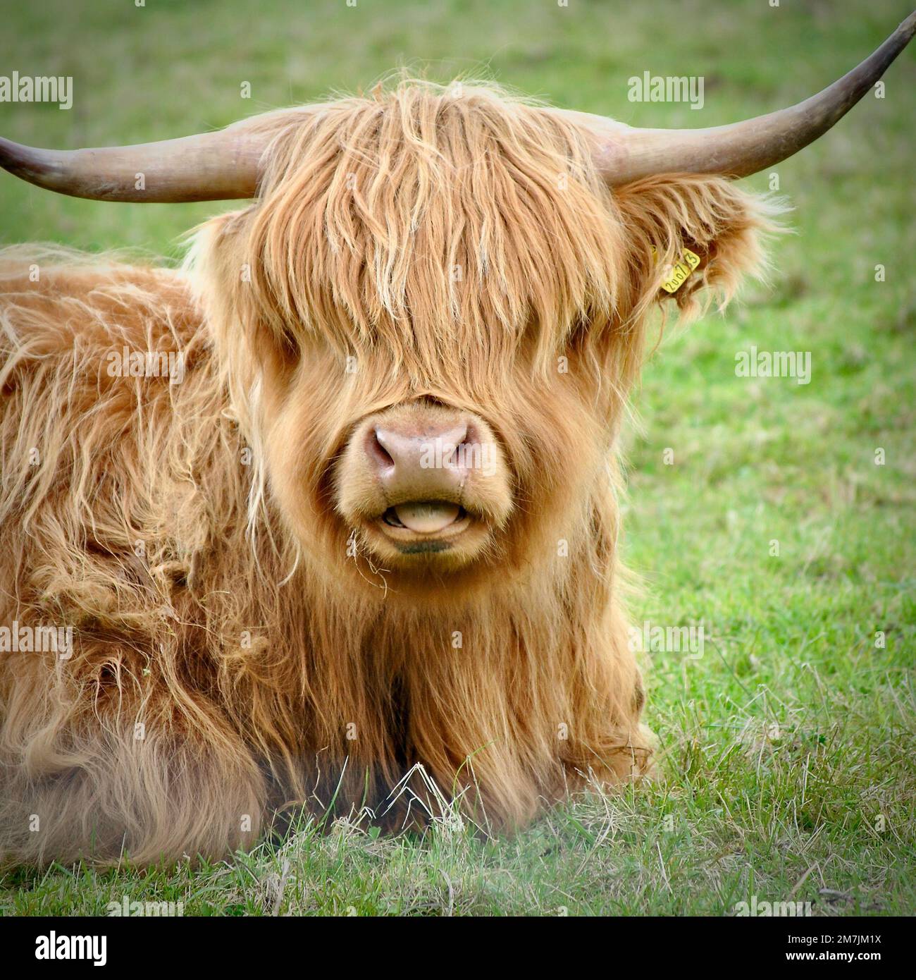Highland Cow lying down in a Pasture Stock Photo - Alamy