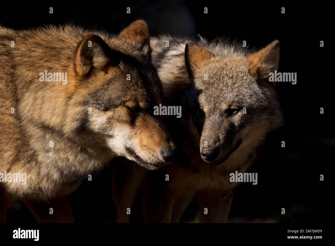 Wolf in captivity in Pyrenees, Les Angles, France, on December 28, 2022 ...
