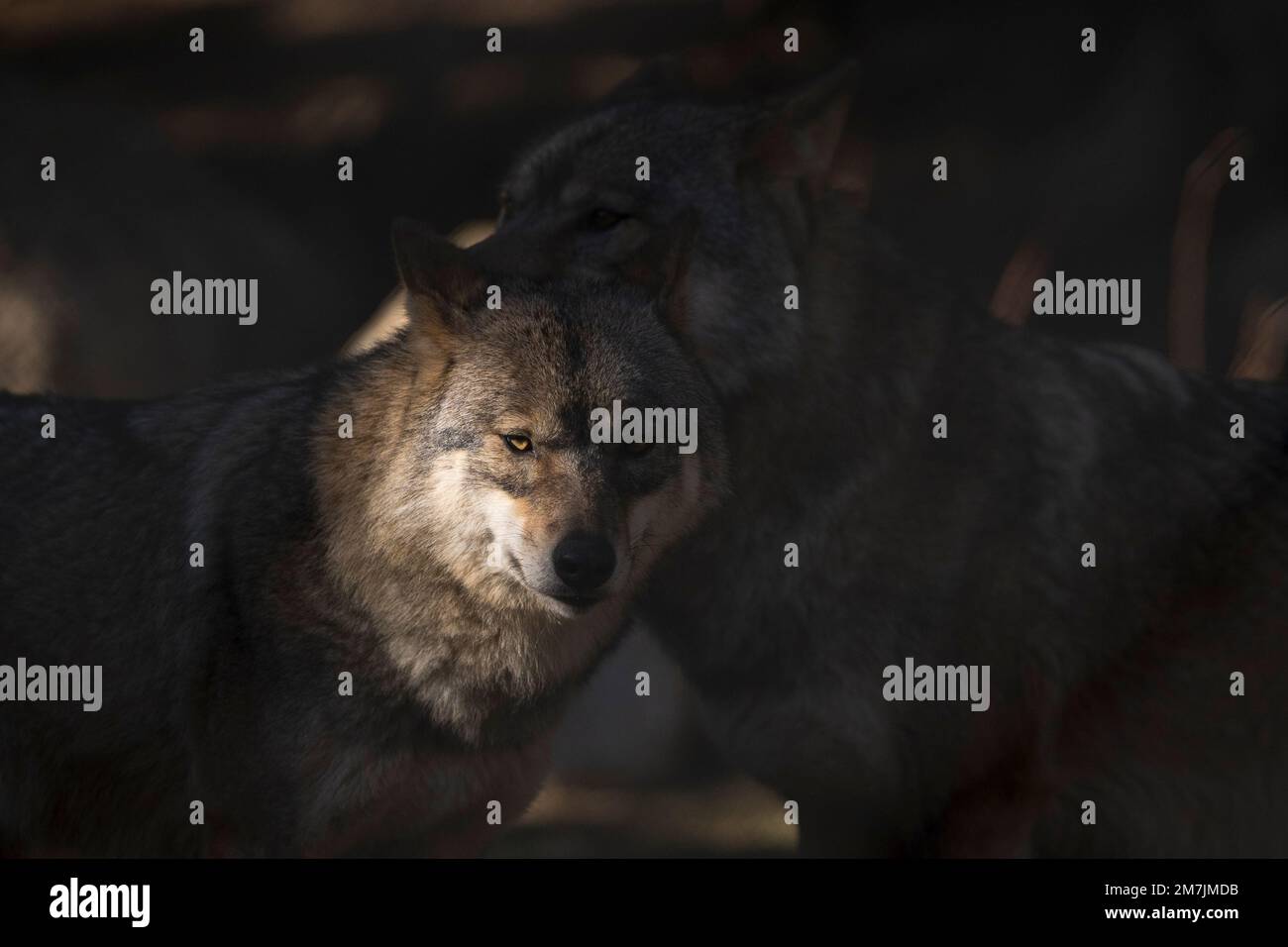 Wolf in captivity in Pyrenees, Les Angles, France, on December 28, 2022 ...