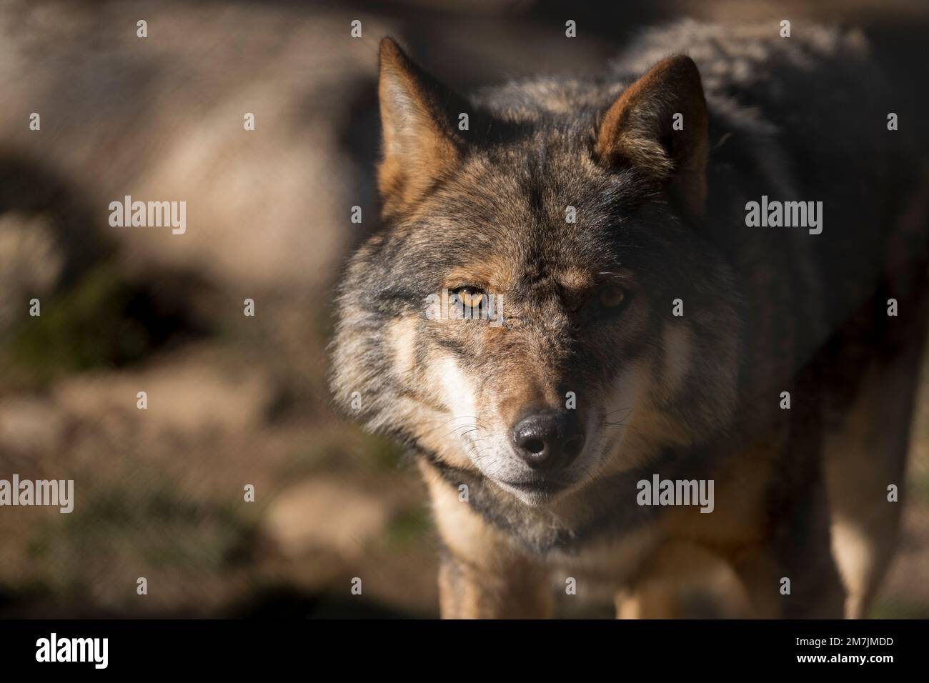 Wolf in captivity in Pyrenees, Les Angles, France, on December 28, 2022 ...