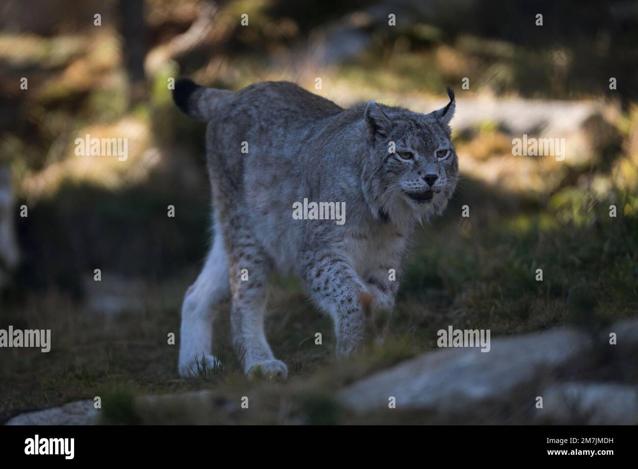 Boreal lynx in captivity in Pyrenees, Les Angles, France, on December ...