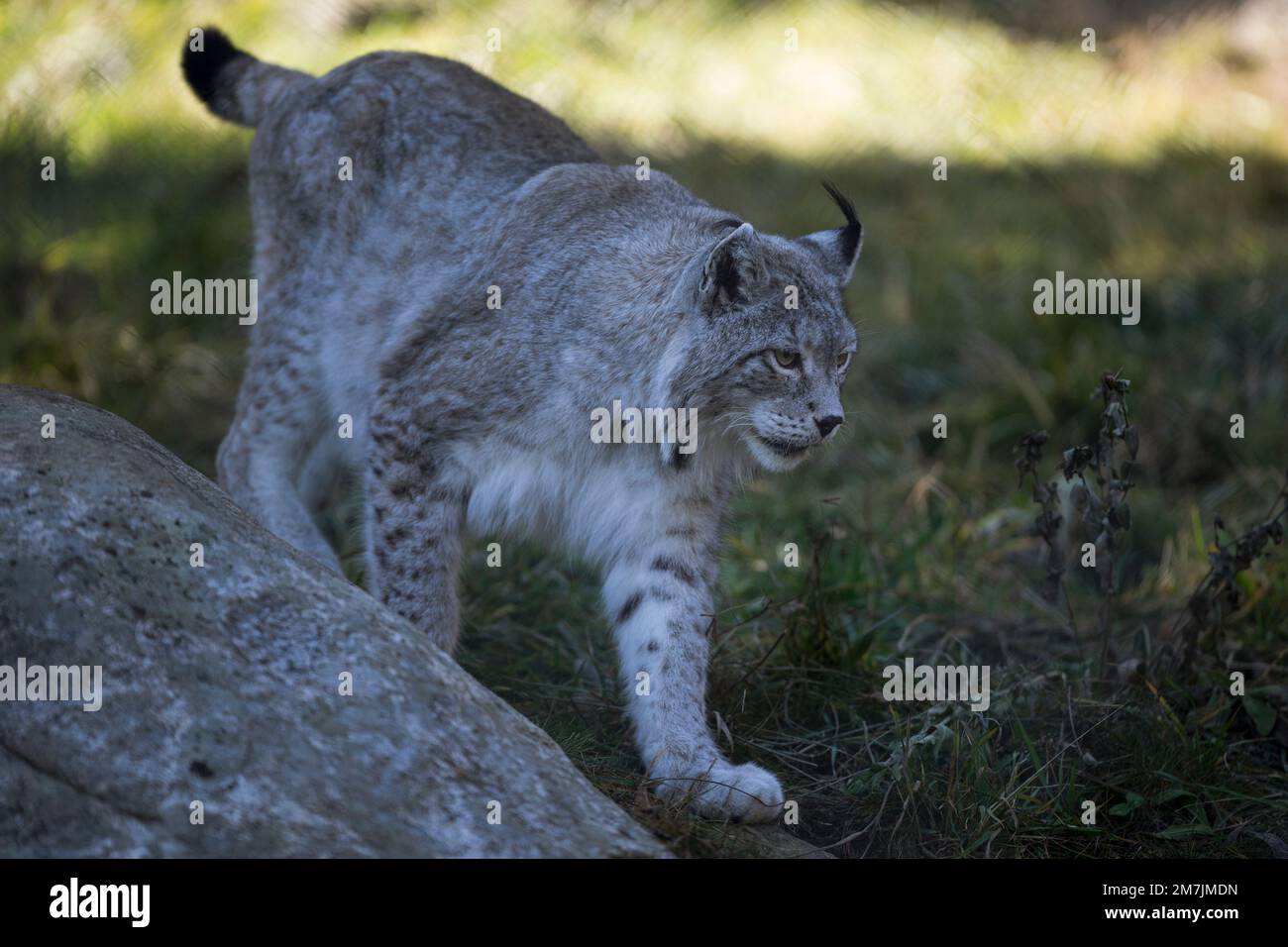 Boreal lynx in captivity in Pyrenees, Les Angles, France, on December ...