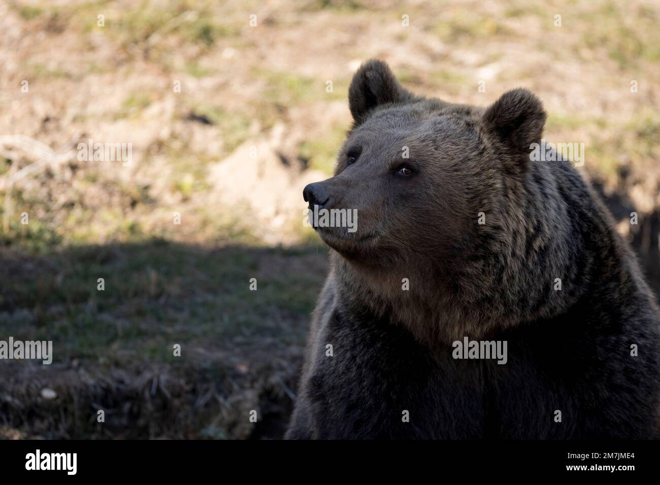 Brown Bear in captivity in Pyrenees, Les Angles, France, on December 28 ...