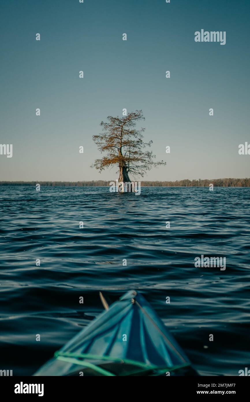 A vertical shot of a tree on the water's surface. Great Dismal Swamp ...