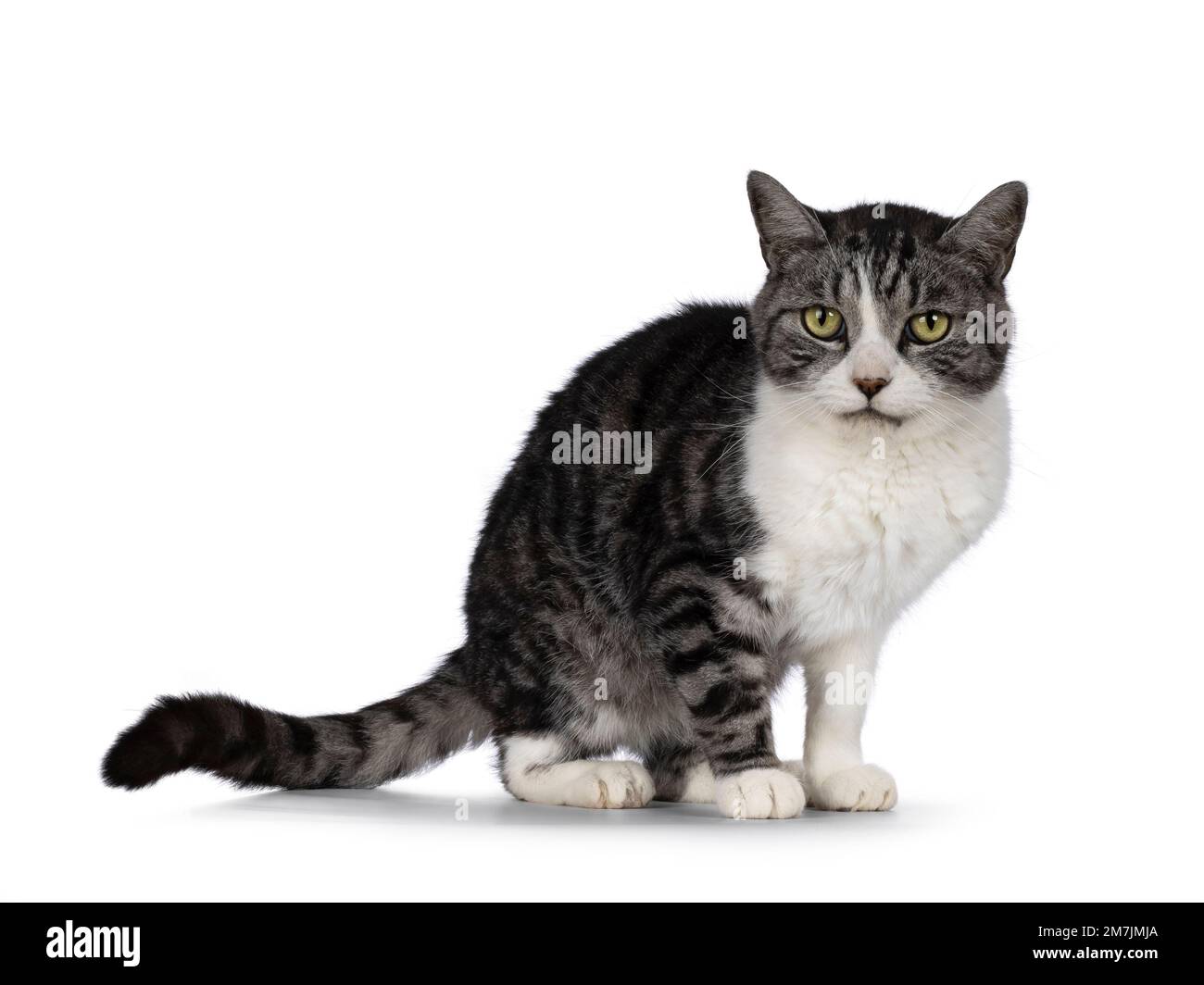 Sweet elderly house cat, standing side ways. Looking towards camera ...