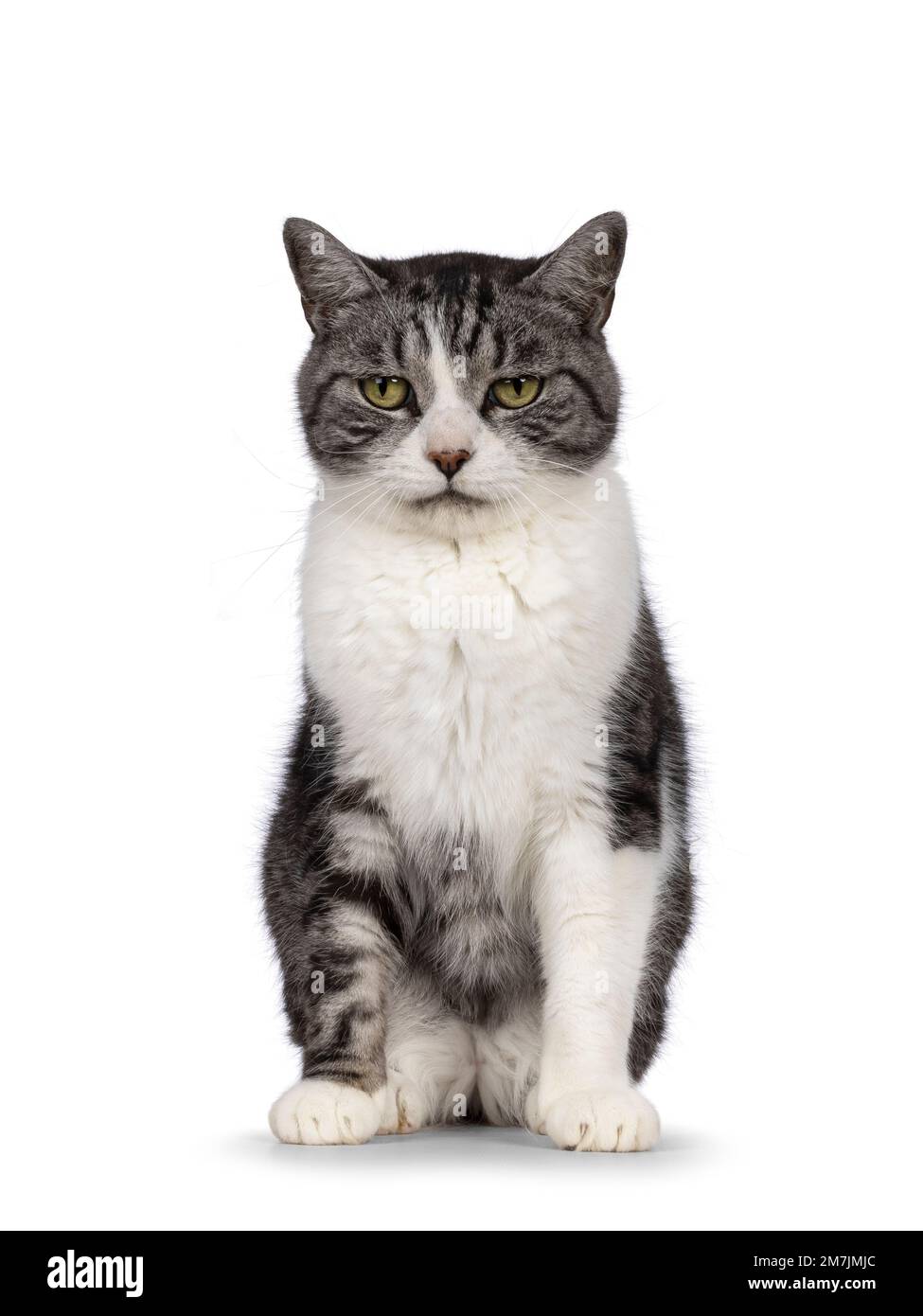 Sweet elderly house cat, sitting up facing front. Looking away from ...