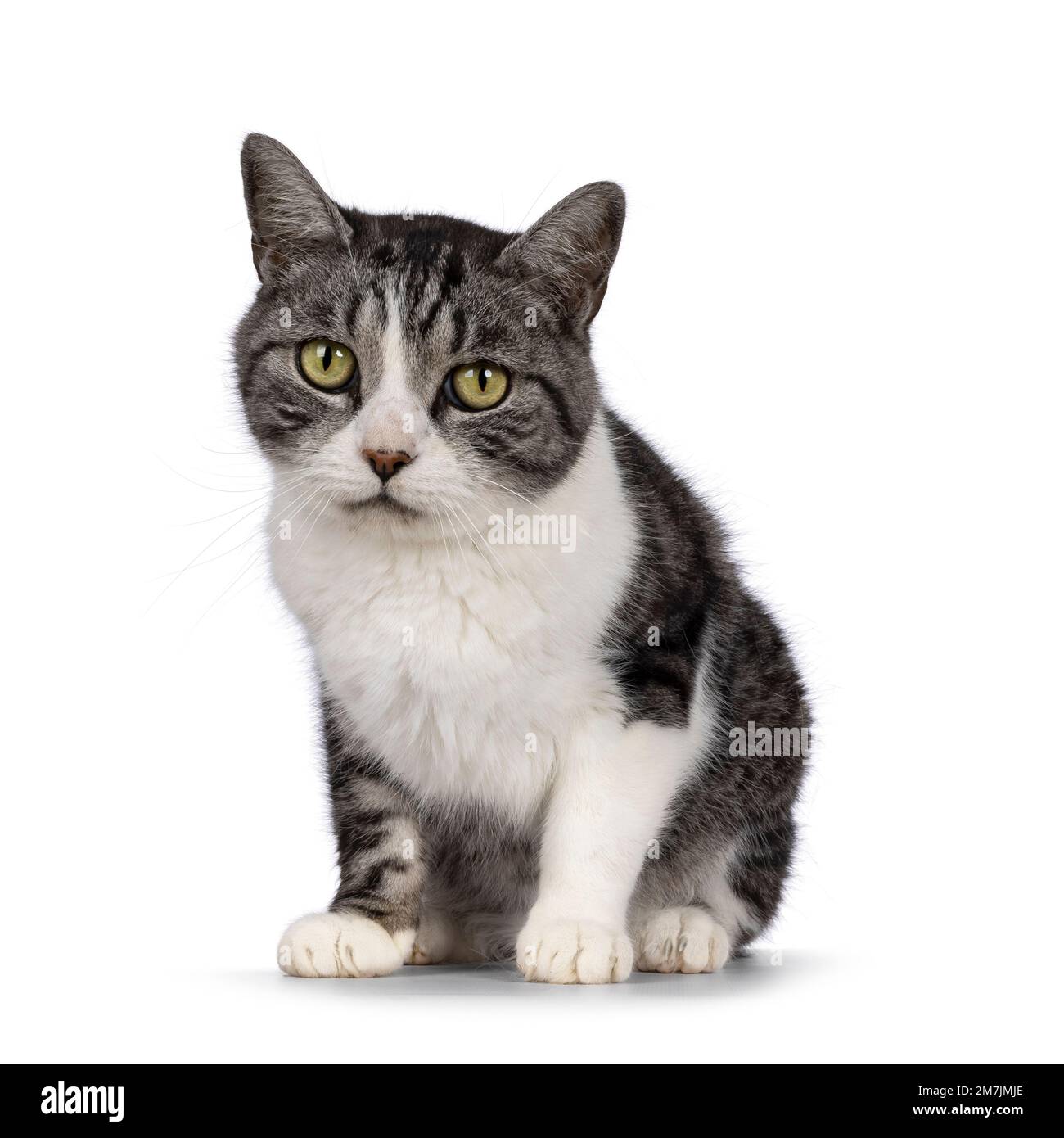 Sweet elderly house cat, sitting up facing front. Looking towards ...