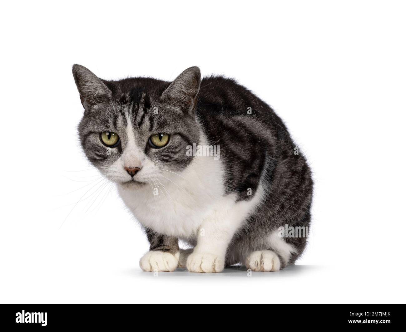 Sweet elderly house cat, laying dowbp facing front. Looking towards ...
