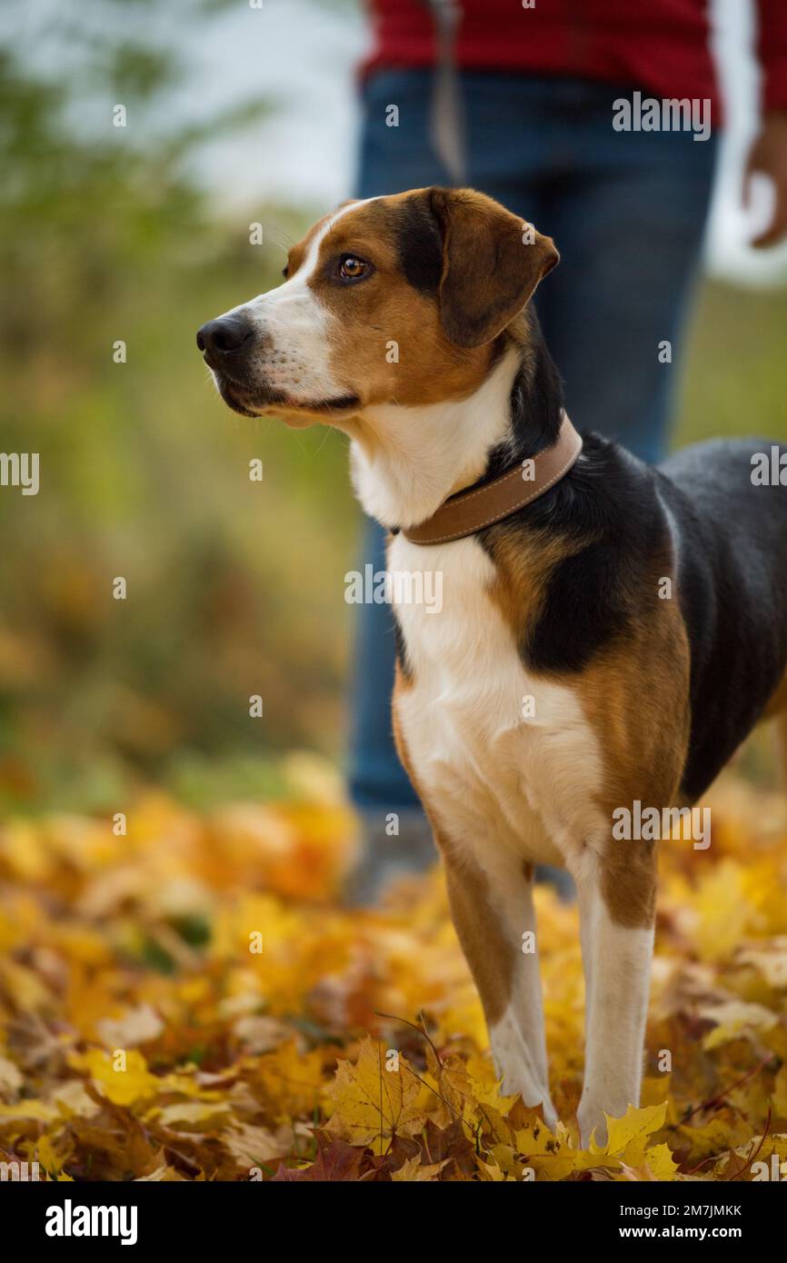Leash cross hi-res stock photography and images - Alamy