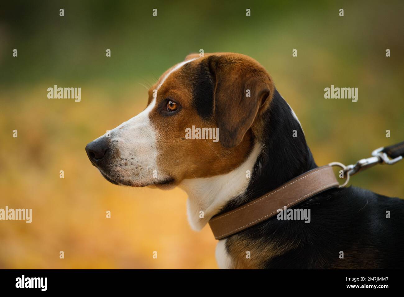 Leash cross hi-res stock photography and images - Alamy
