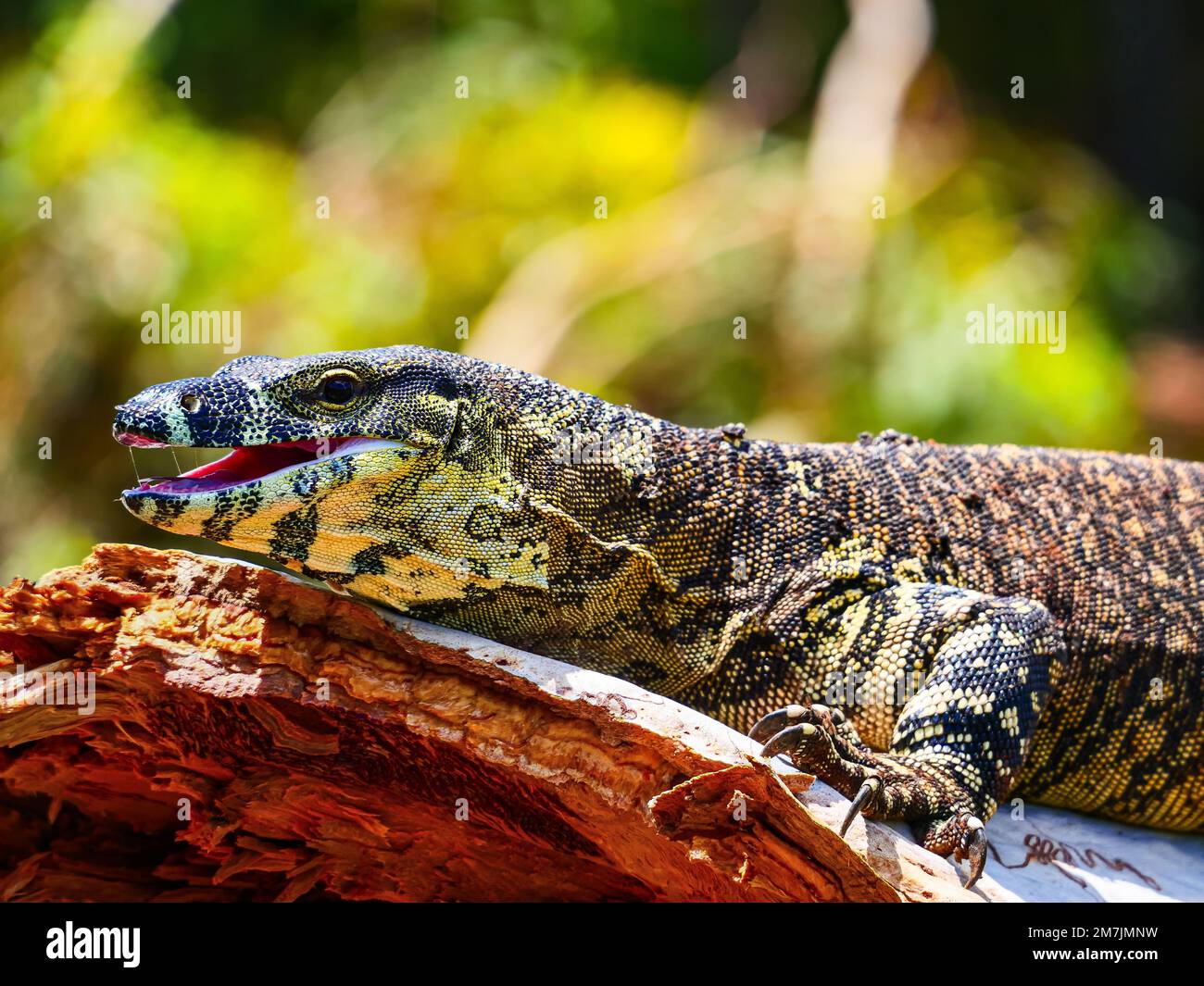 A close-up of a spotted monitor lizard on a branch in sunlight Stock ...