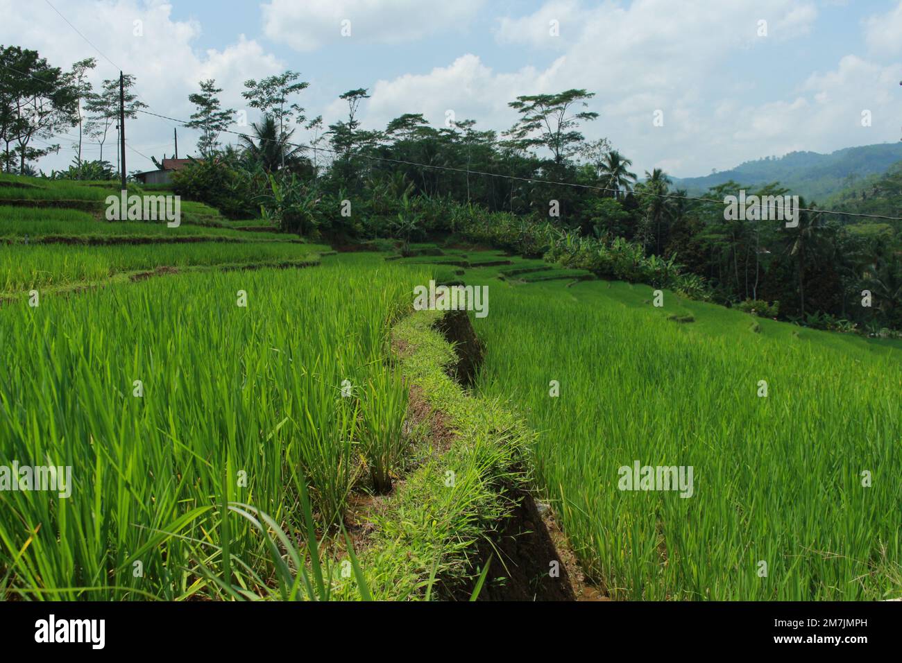 natural beauty of fresh green grass paddy field, blue sky with sunny ...