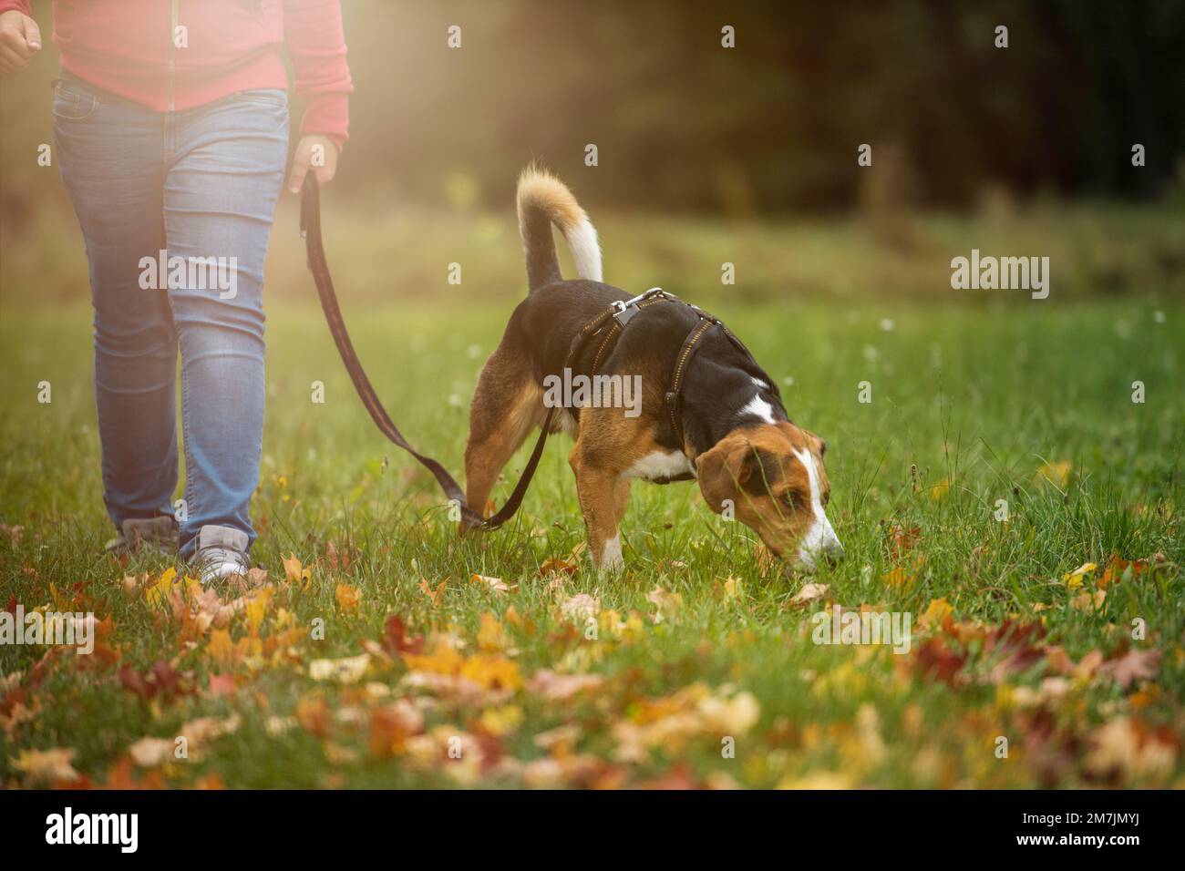 Child friendly breed hi-res stock photography and images - Alamy