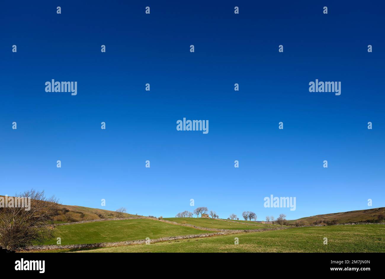 With sheep and drystone walls, an agricultural farming view looking ...