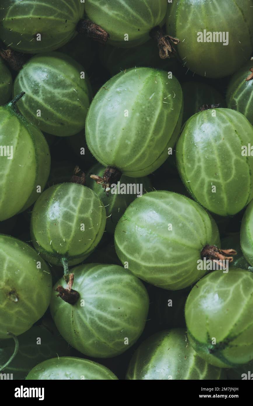 Gooseberry texture, a crop of ripe gooseberries. Fresh gooseberries ...