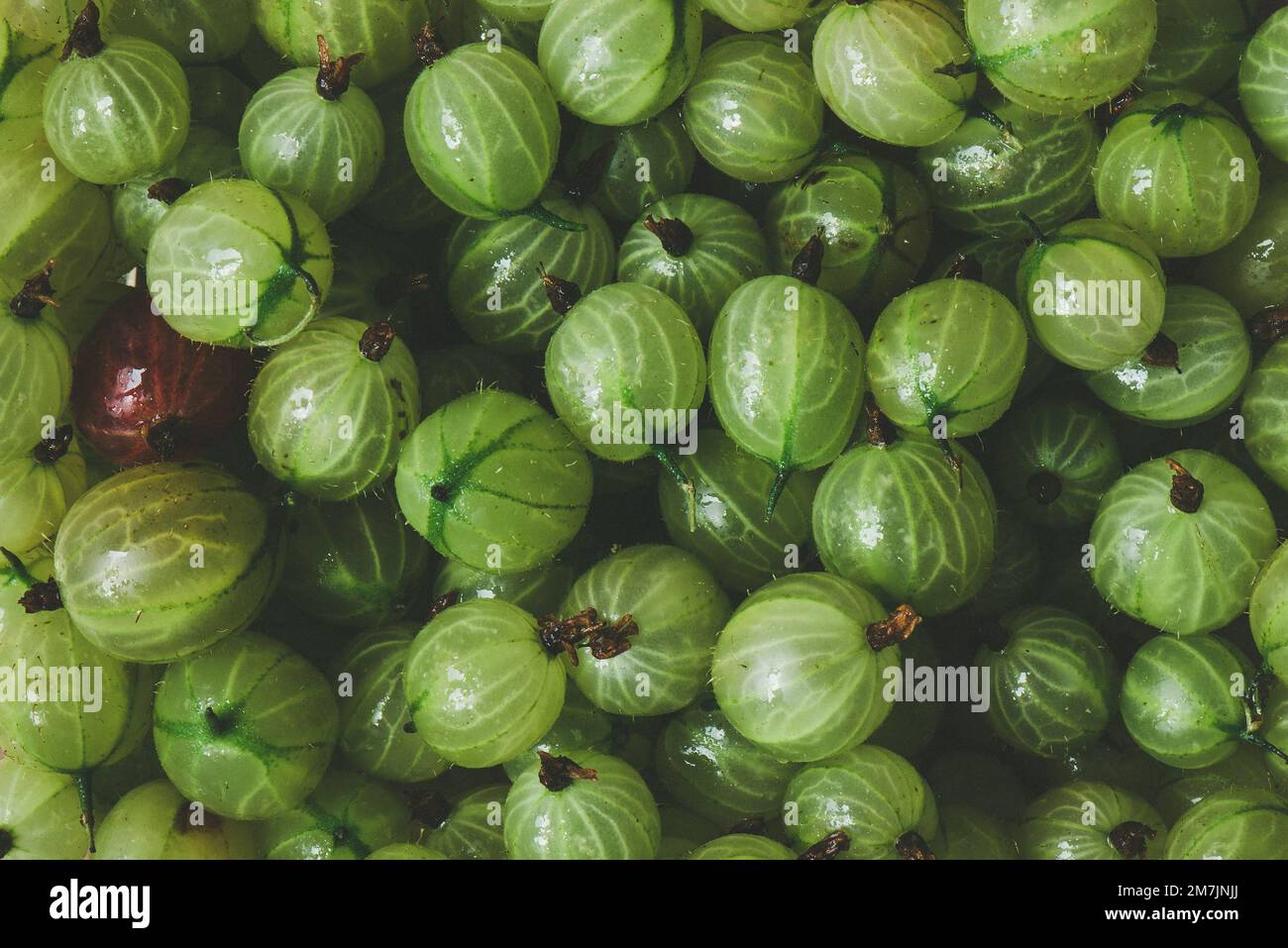 Gooseberry texture, a crop of ripe gooseberries. Fresh gooseberries ...