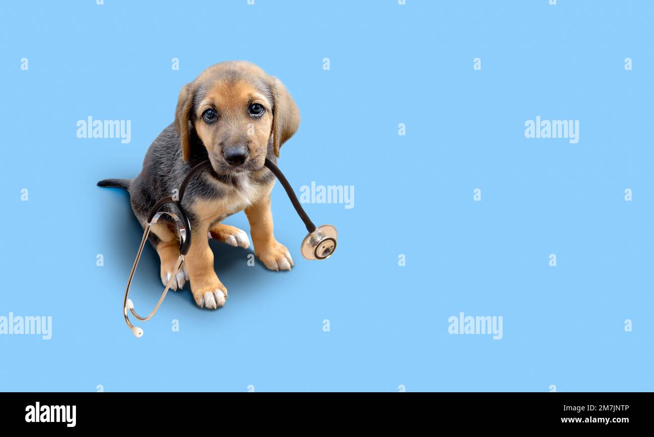 Puppy dog and stethoscope isolated on blue background. Little dog on ...
