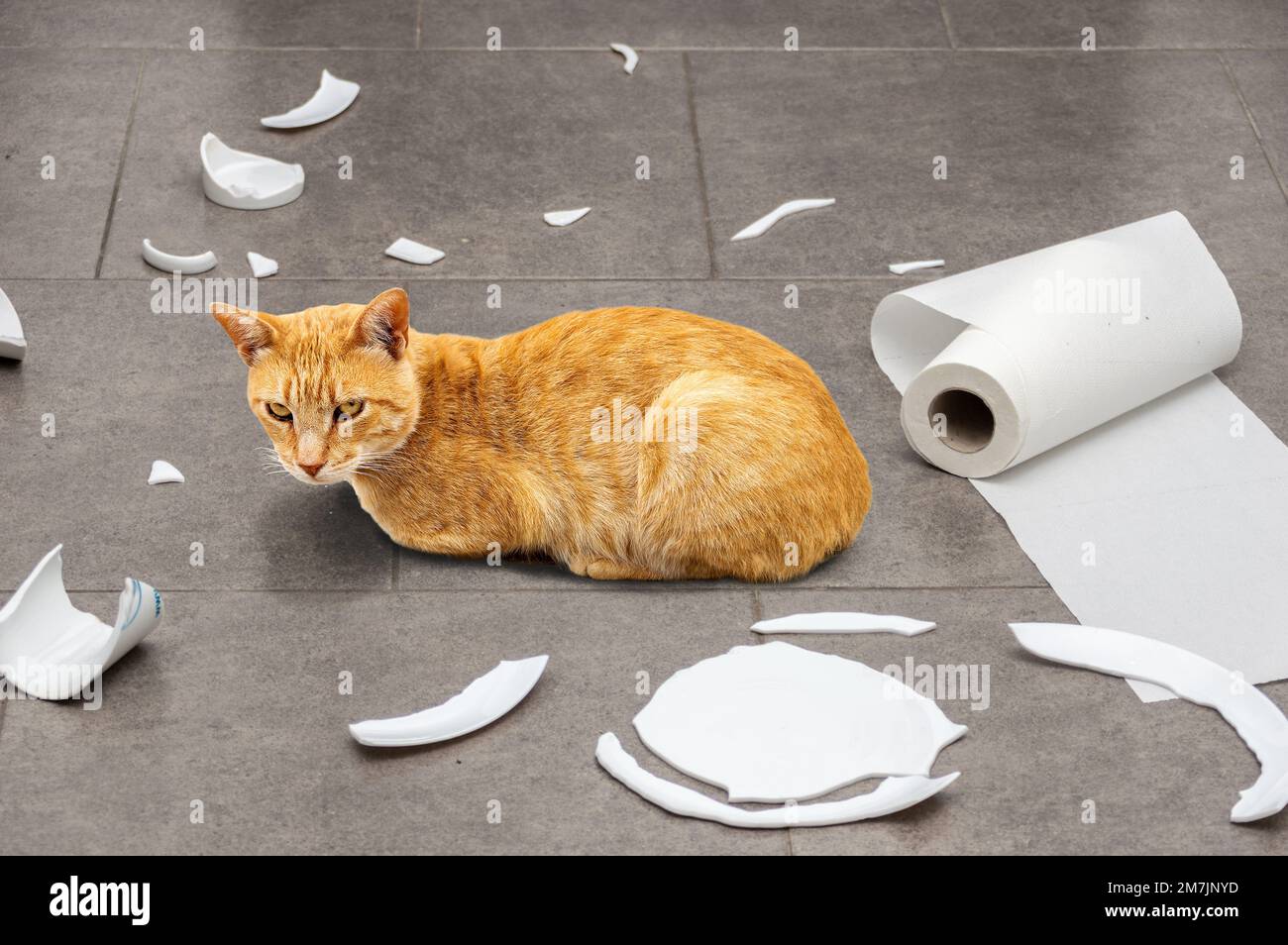 Naughty cat and sitting in the middle of mess in the kitchen Stock ...