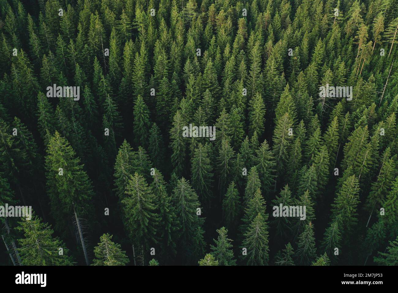 An aerial shot of a pine forest Stock Photo - Alamy