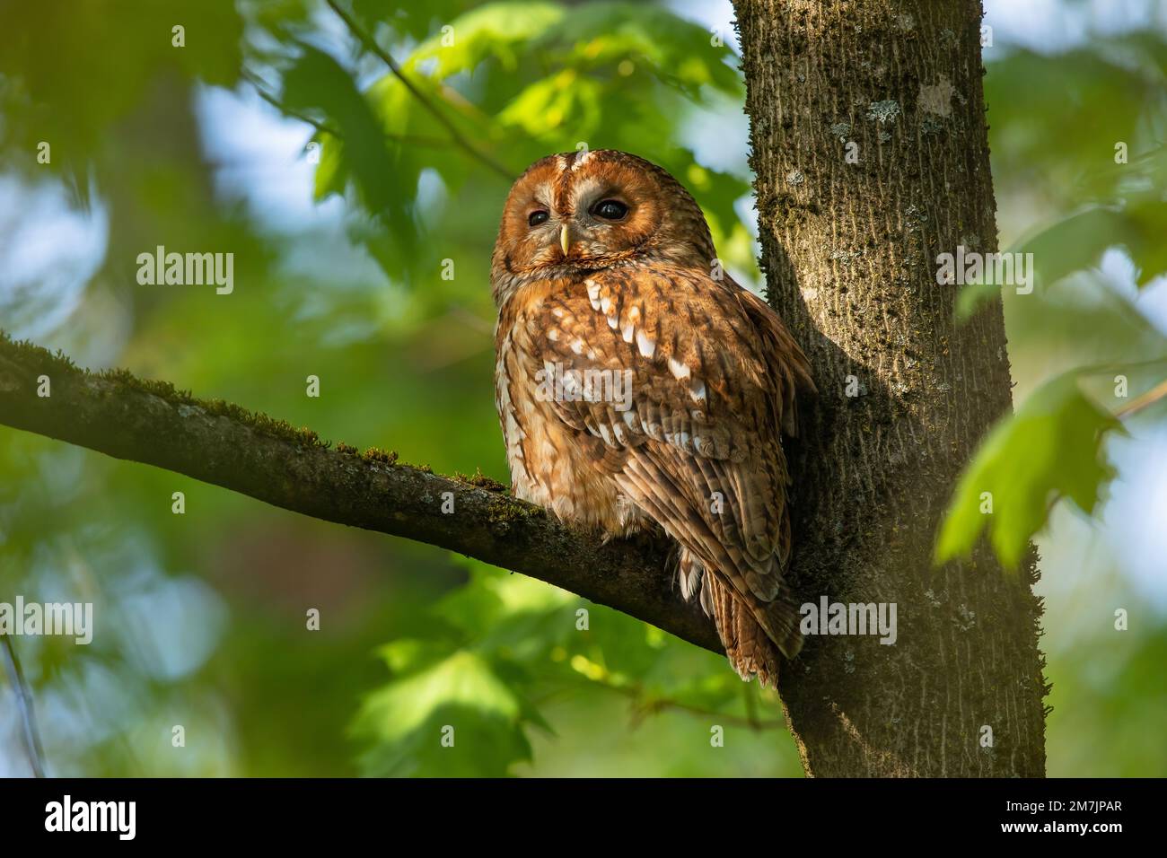 Owl eyes sleepy hi-res stock photography and images - Alamy