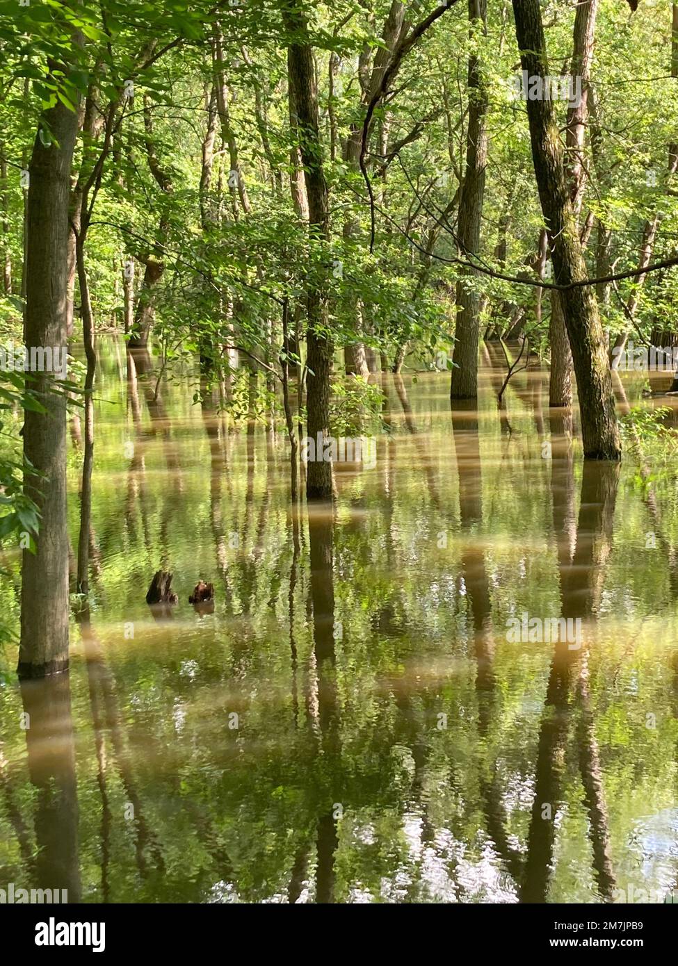 The green trees in water and their reflection in Hartholzaue national ...