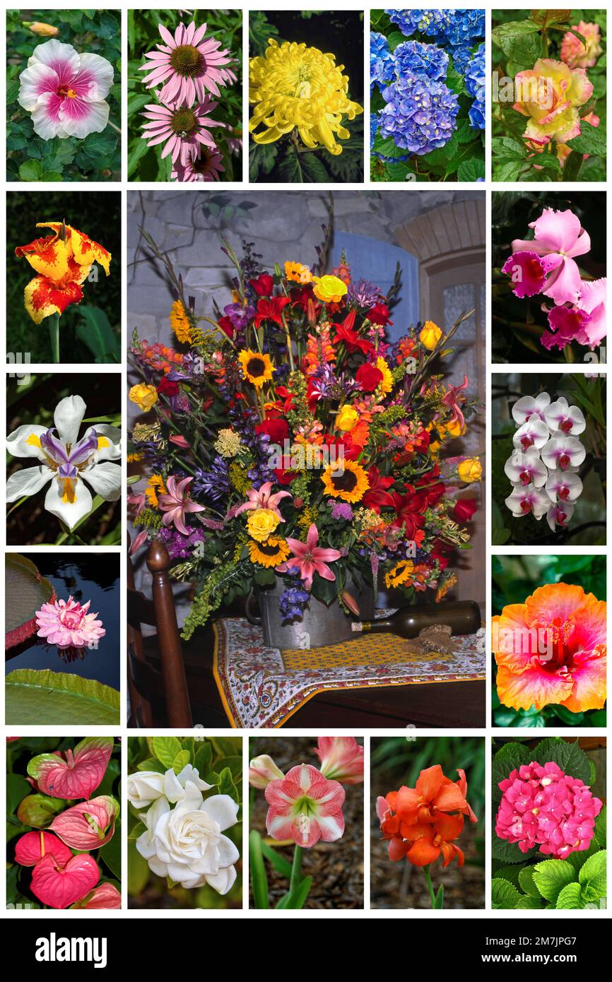 large collage, cultivated flowers, varied colors, 17 images, nature ...