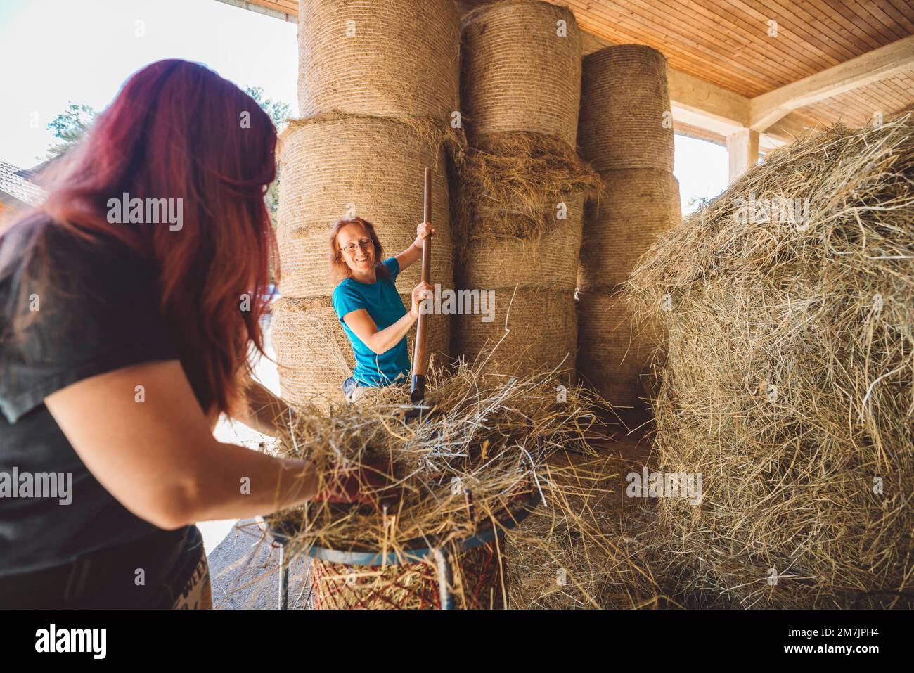 Woman working with the ranch loading hay to a wheelbarrow Stock Photo ...