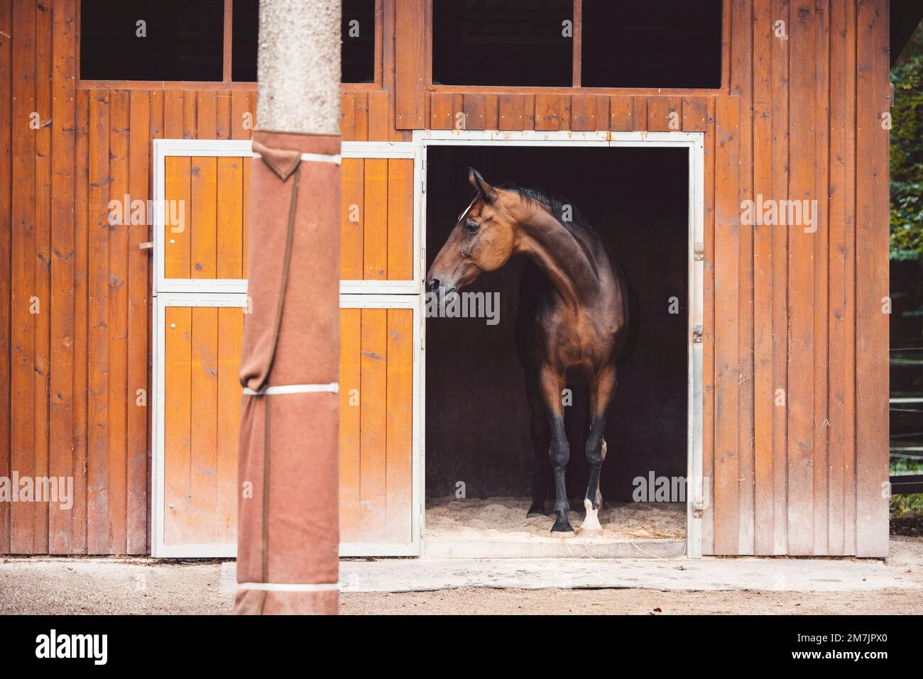 Beautiful brown stallion standing right in the middle of the gates to ...