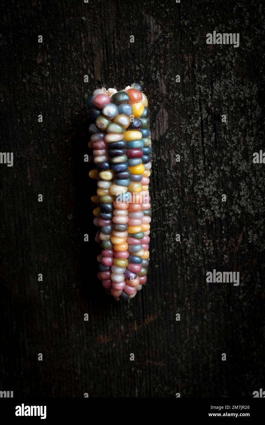 Colorful corns hi-res stock photography and images - Alamy