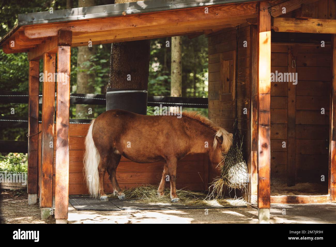 Side view of beautiful brown horse grazing on hay in the stable Stock ...