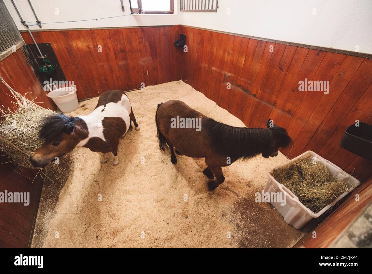 Two little brown ponies standing still inside their stable at the ranch ...