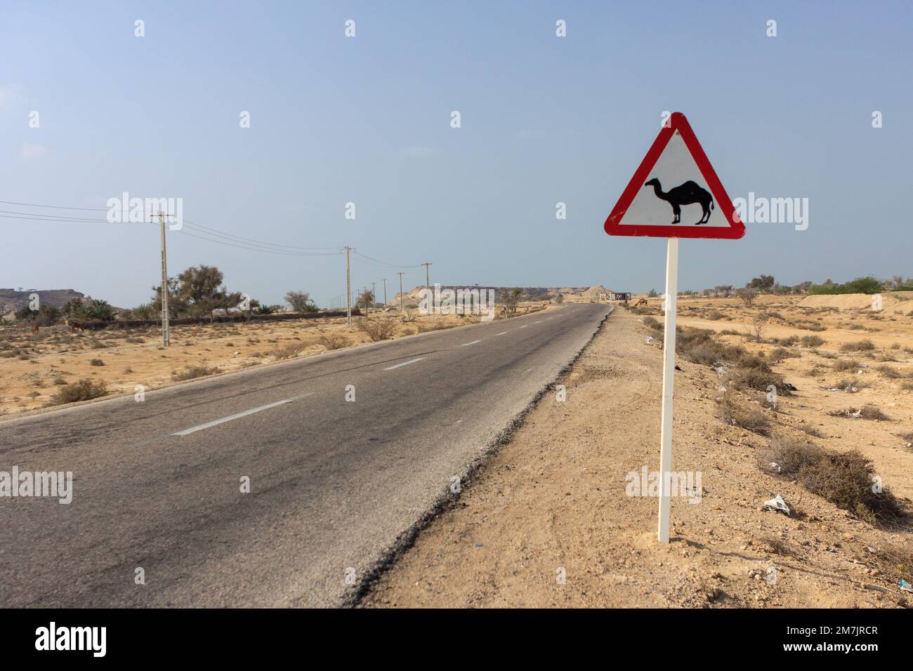 Road sign: Beware of camels. Funny and unusual road sign in Iranian ...