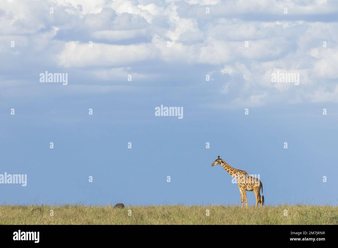 STUNNING images of what looks like a conjoined giraffe have been ...