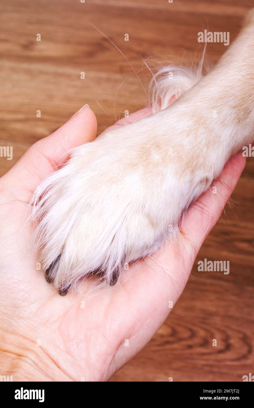 Dog paw in human hand closeup, friendship concept Stock Photo - Alamy
