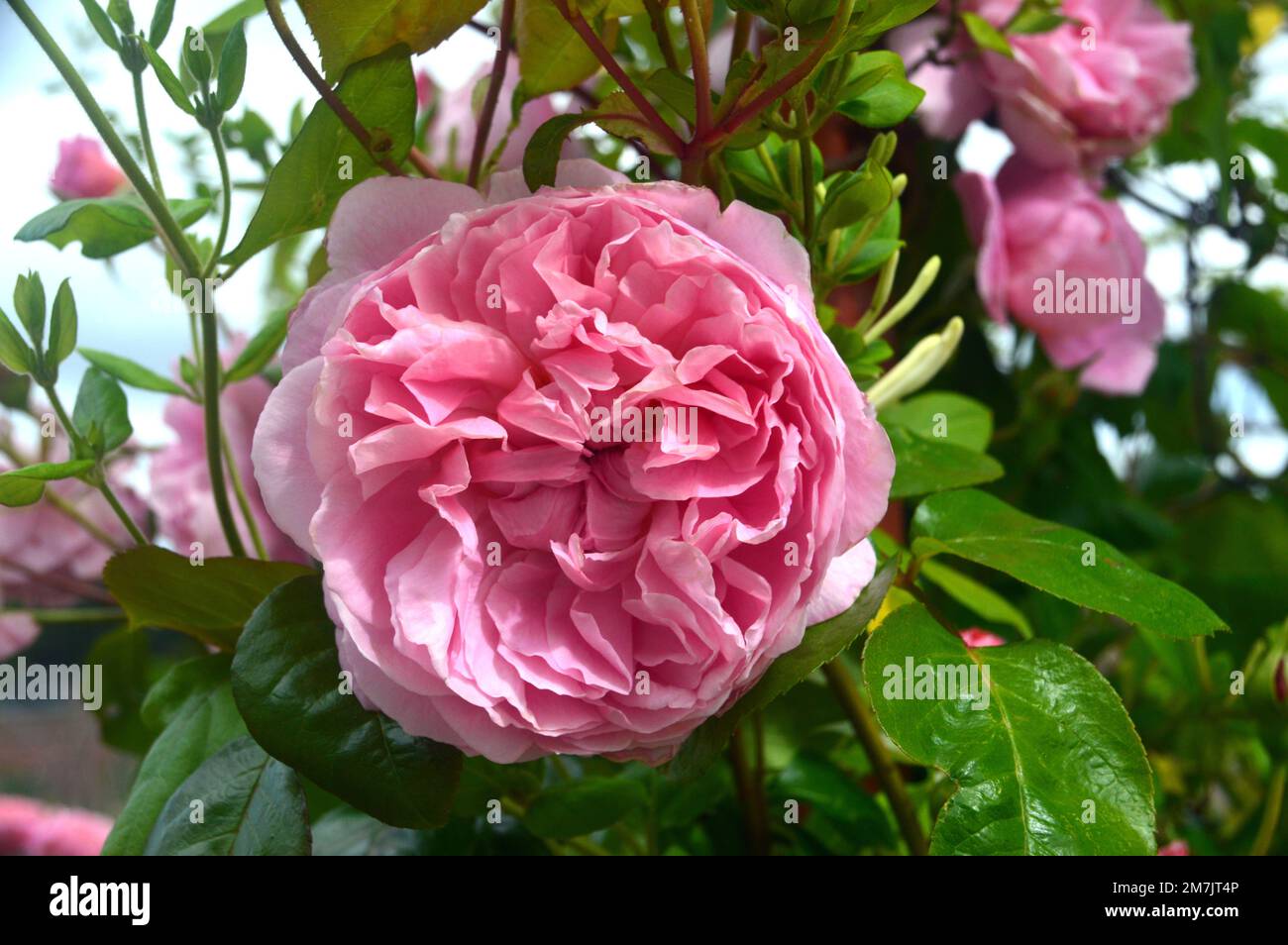 Single Pink Rosa Strawberry Hill (English Shrub Rose) Flower grown at ...