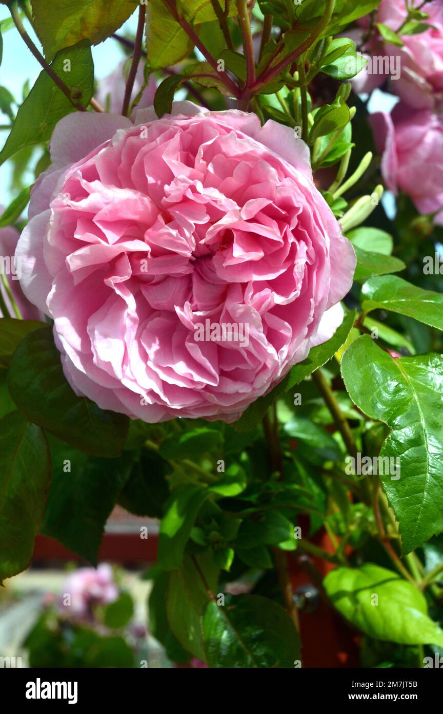 Single Pink Rosa Strawberry Hill (English Shrub Rose) Flower grown at ...