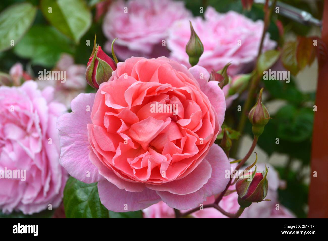 Single Pink Rosa Strawberry Hill (English Shrub Rose) Flower grown at ...