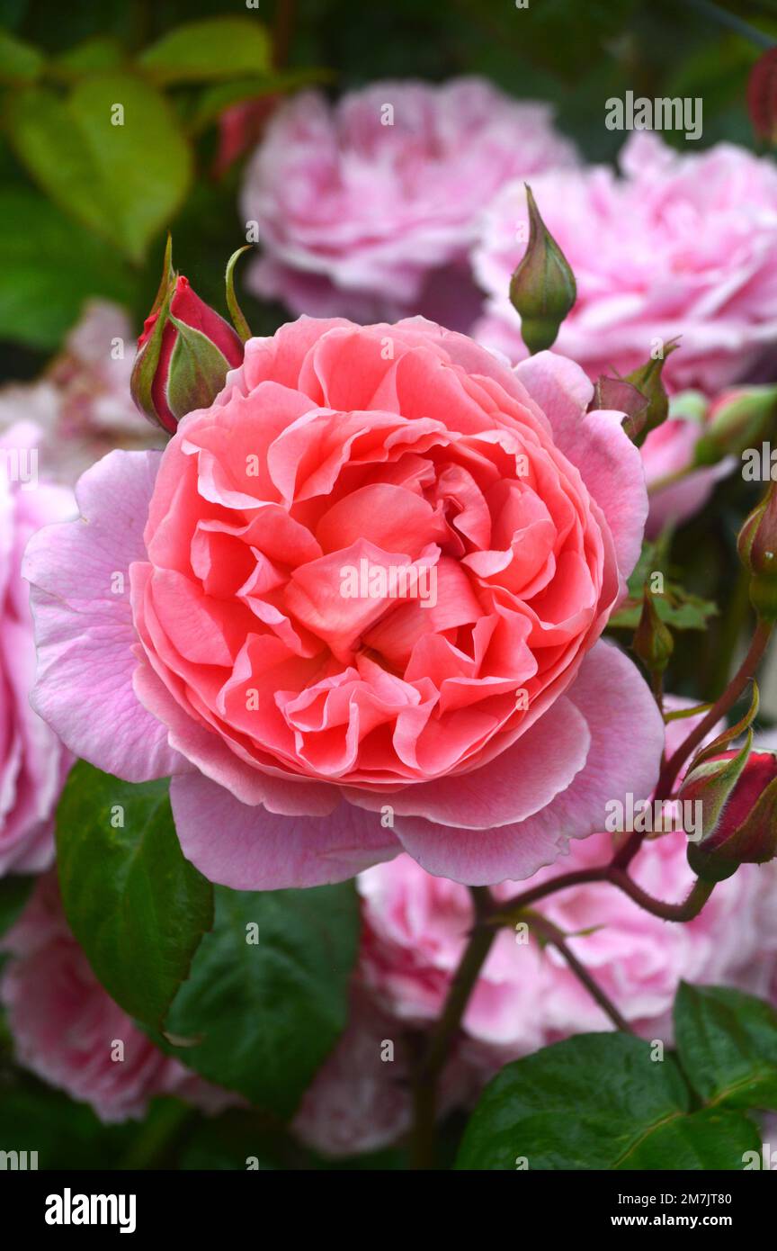 Single Pink Rosa Strawberry Hill (English Shrub Rose) Flower grown at ...