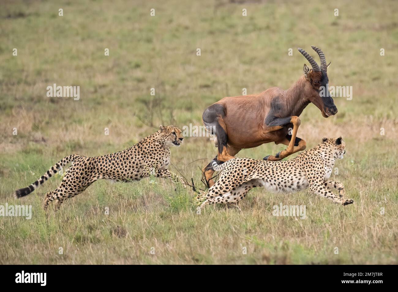 THRILLING and ACTION-PACKED images of two young cheetahs chasing a topi ...