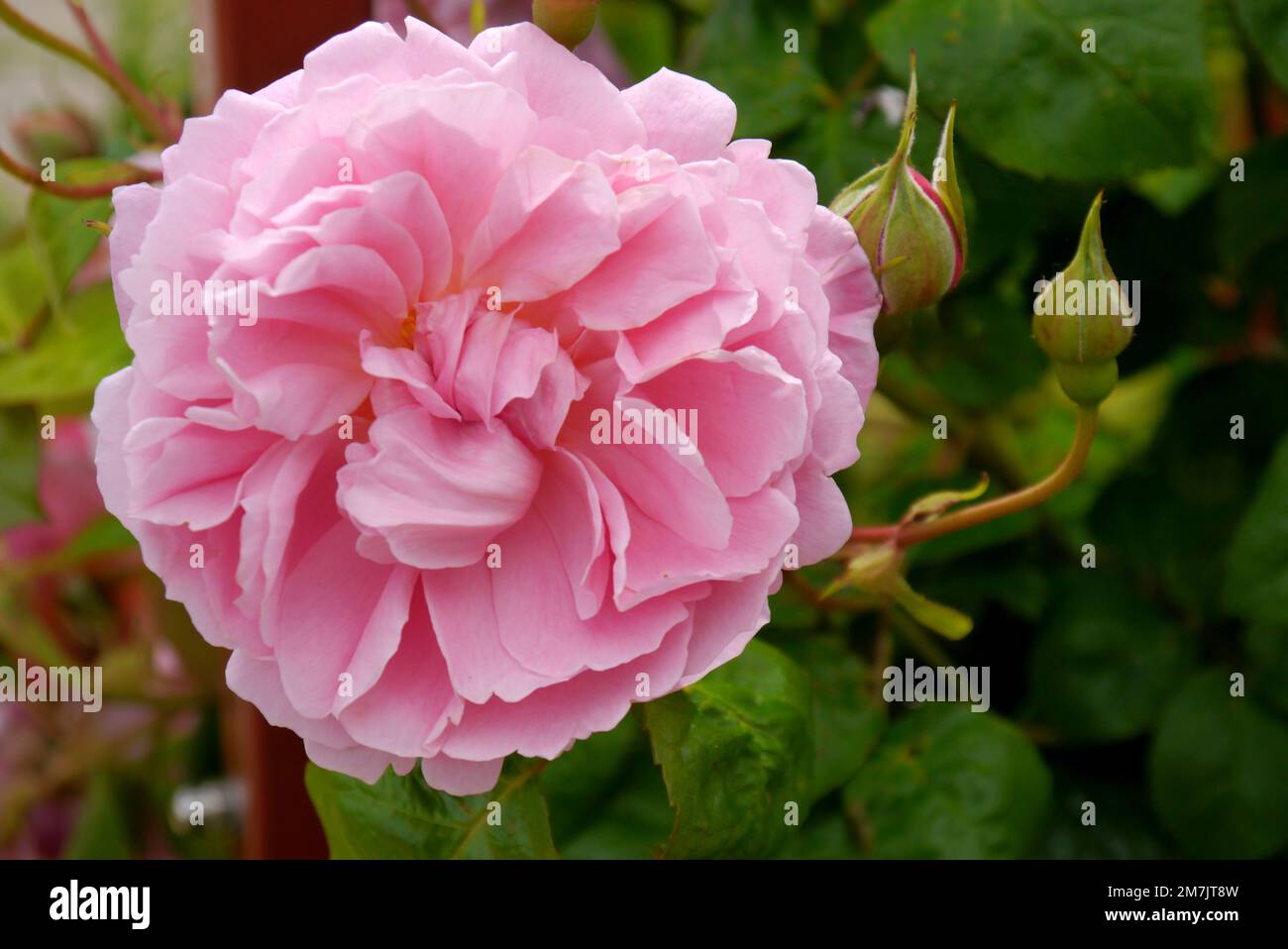 Single Pink Rosa Strawberry Hill (English Shrub Rose) Flower grown at ...