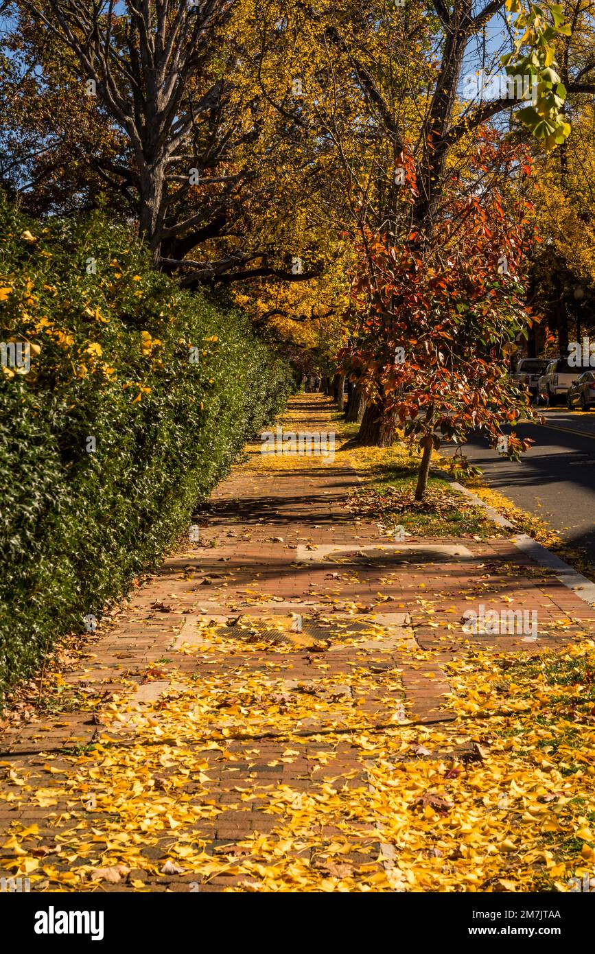 Street with fallen leaves in autumn, Georgetown, a historic ...