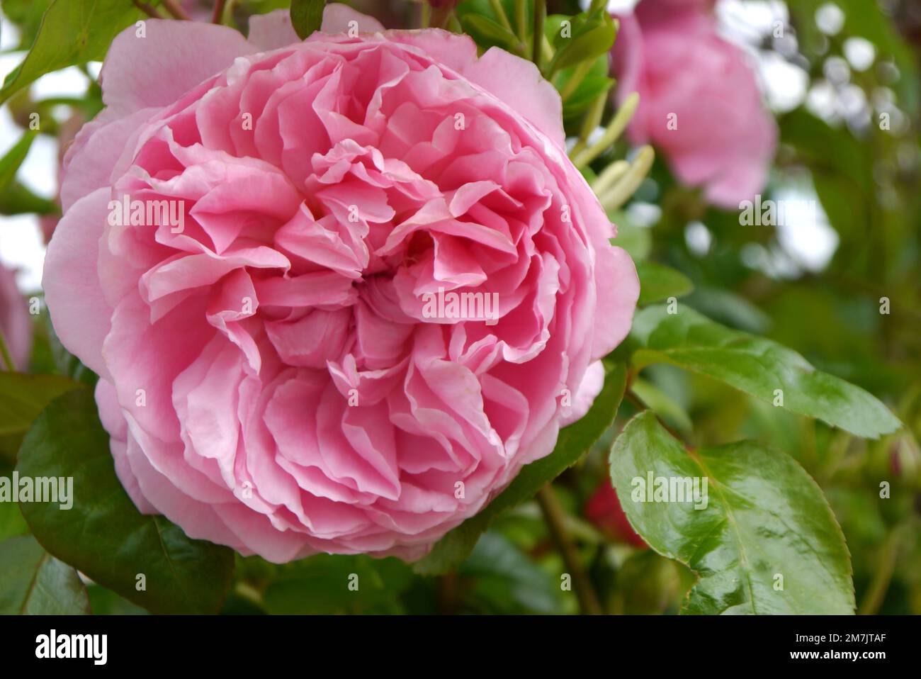 Single Pink Rosa Strawberry Hill (English Shrub Rose) Flower grown at ...