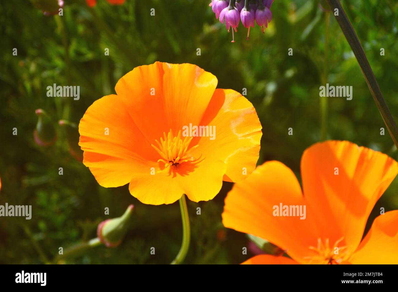 Bright Orange Eschscholzia Californica (California Poppy) Flowers grown ...