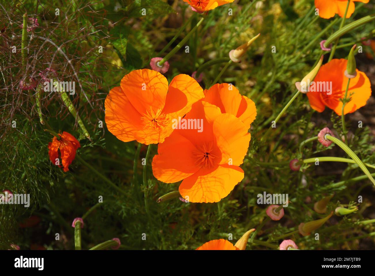 Bright Orange Eschscholzia Californica (California Poppy) Flowers grown ...