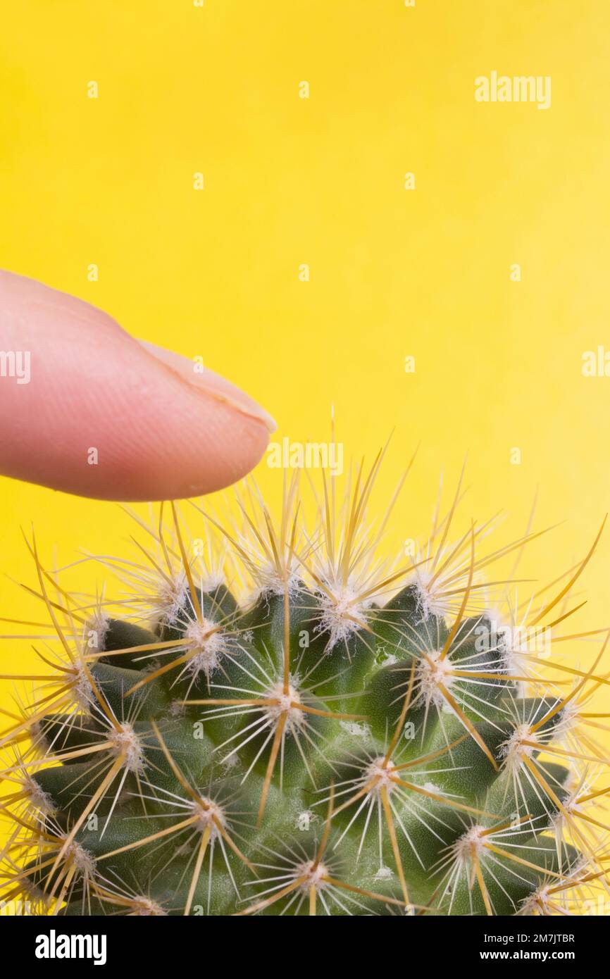 Finger pricks on cactus on yellow background Stock Photo - Alamy