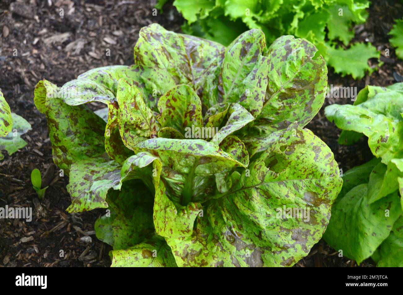 Forellenschluss (Speckled Trout Lettuce) 'Lactuca Sativa' grown in the ...