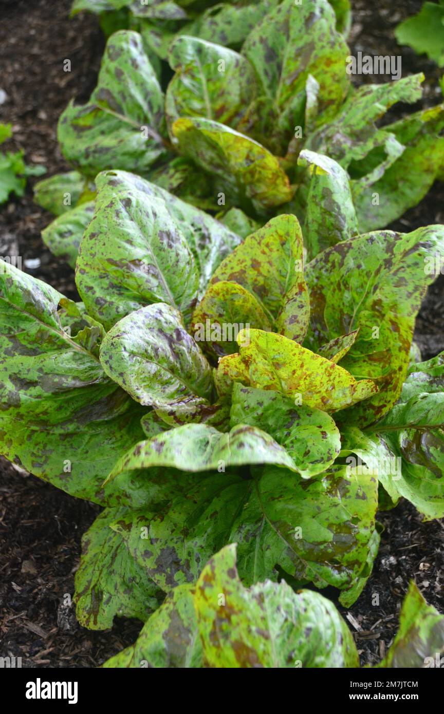 Forellenschluss (Speckled Trout Lettuce) 'Lactuca Sativa' grown in the ...