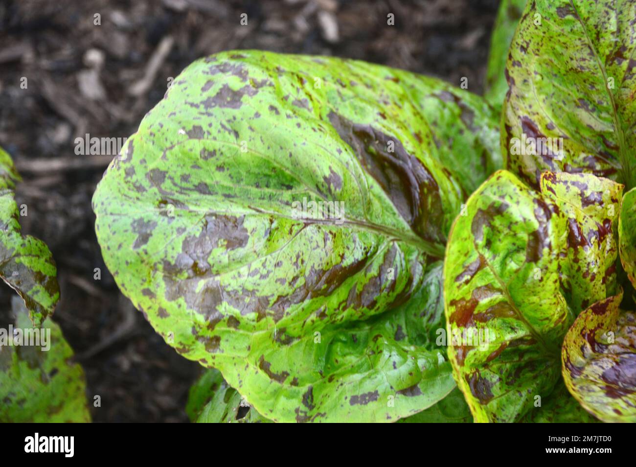 Forellenschluss (Speckled Trout Lettuce) 'Lactuca Sativa' grown in the ...