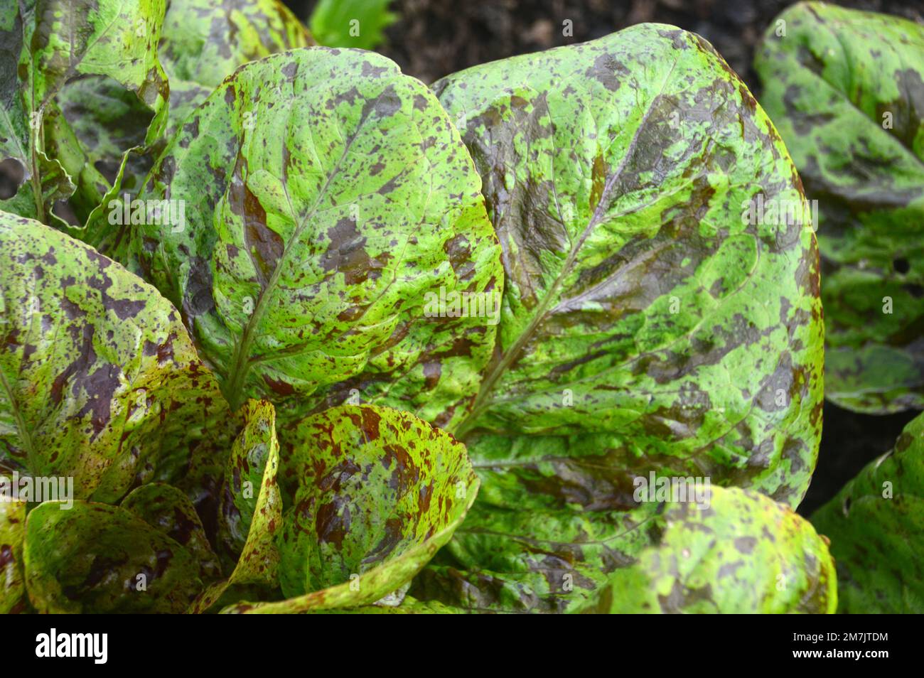 Speckled trout lettuce hi-res stock photography and images - Alamy